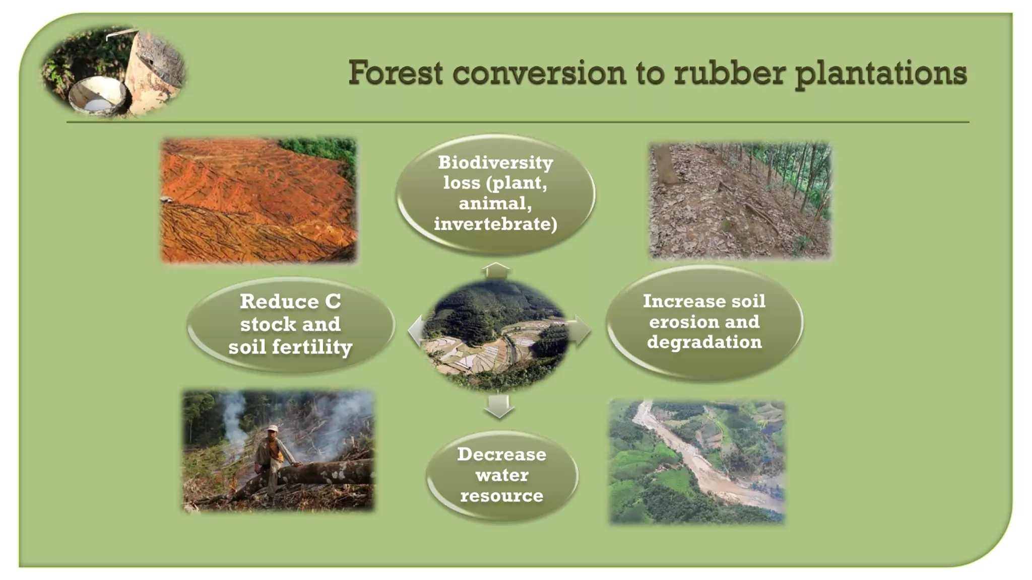 Conversion of rainforest to rubber plantations impacts the rhizosphere ...