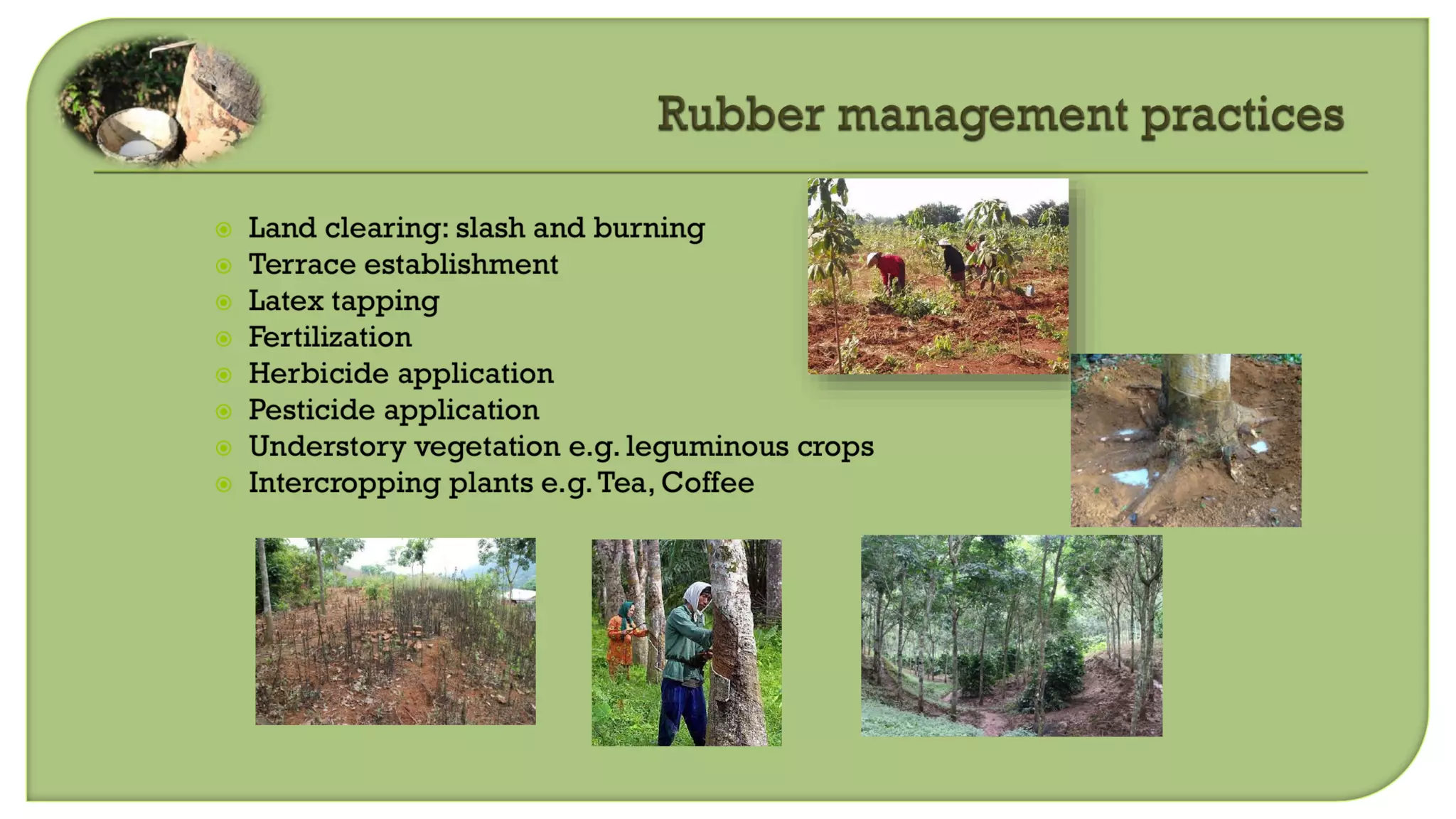 Conversion of rainforest to rubber plantations impacts the rhizosphere ...