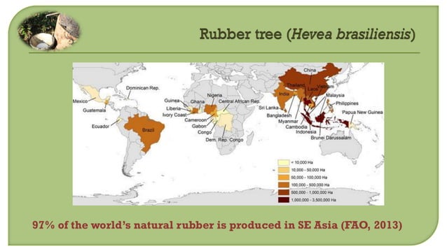 Conversion of rainforest to rubber plantations impacts the rhizosphere ...