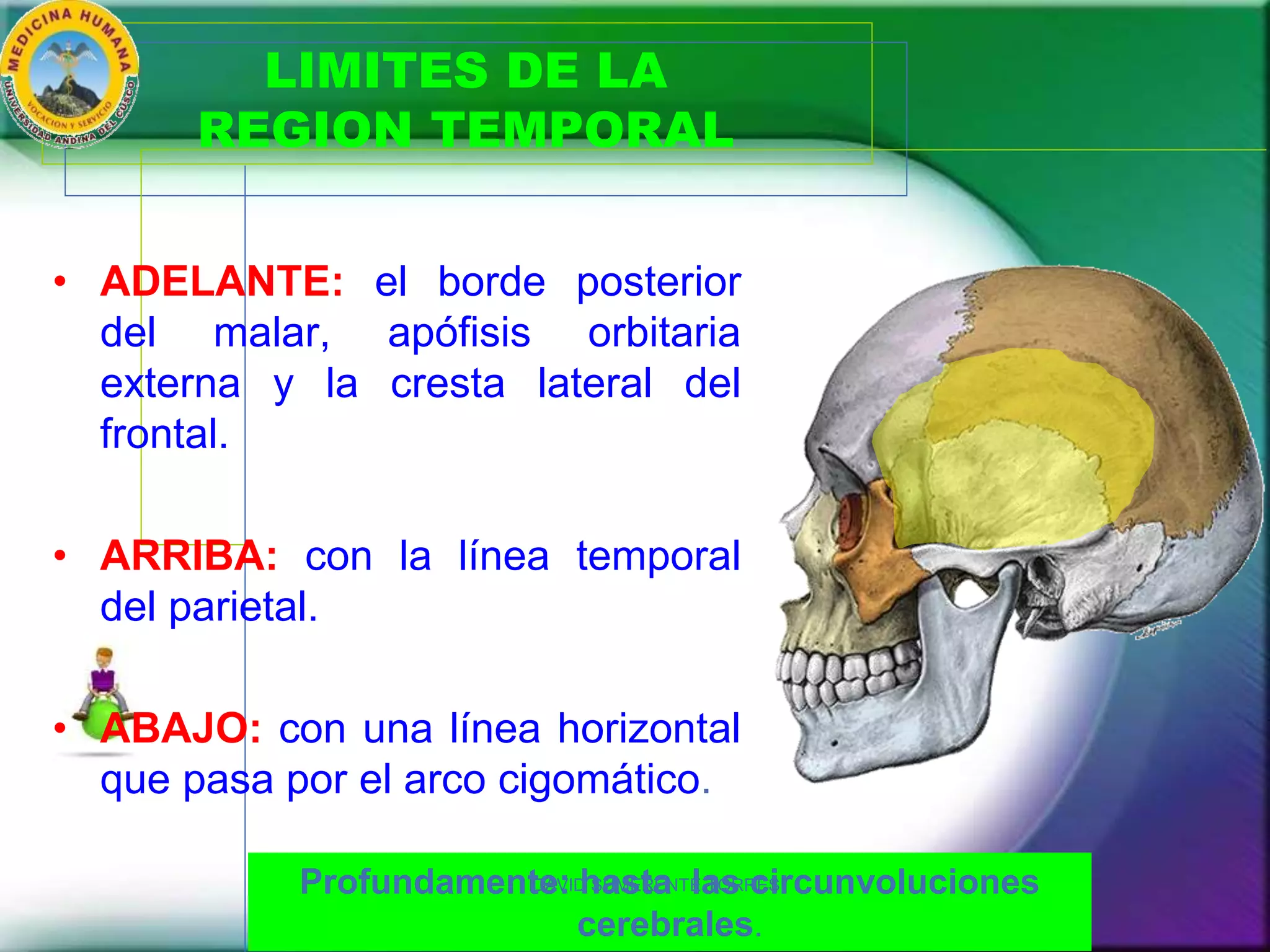 Anatomía de la Región Temporal | PPTX