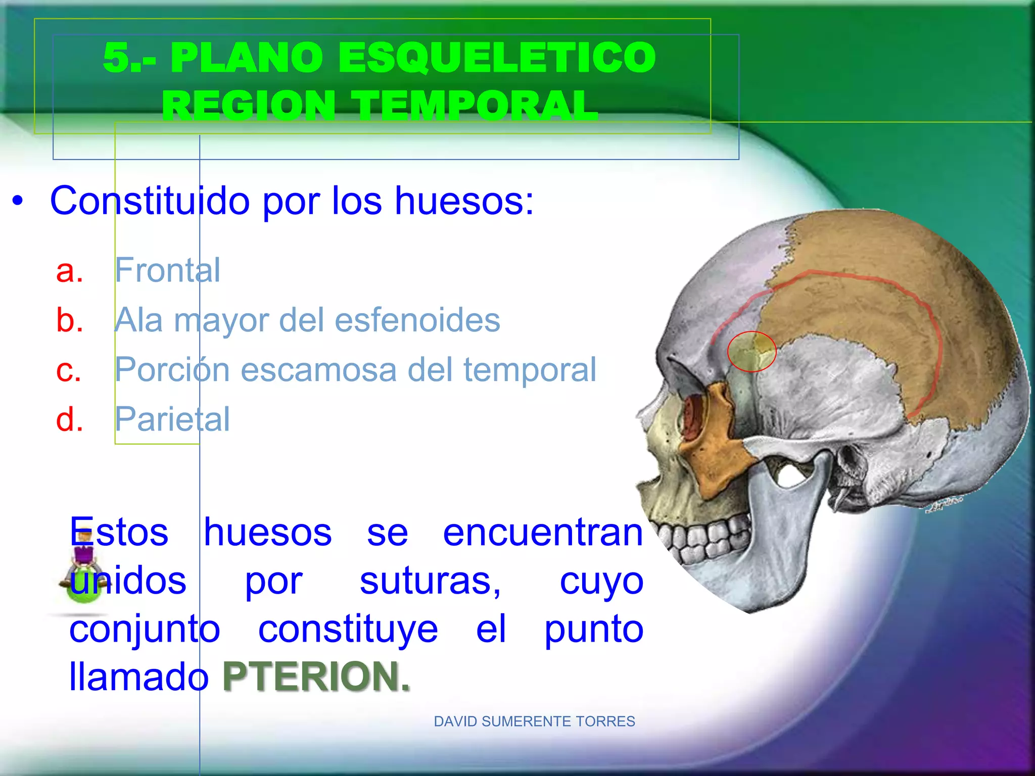 Anatomía de la Región Temporal | PPTX