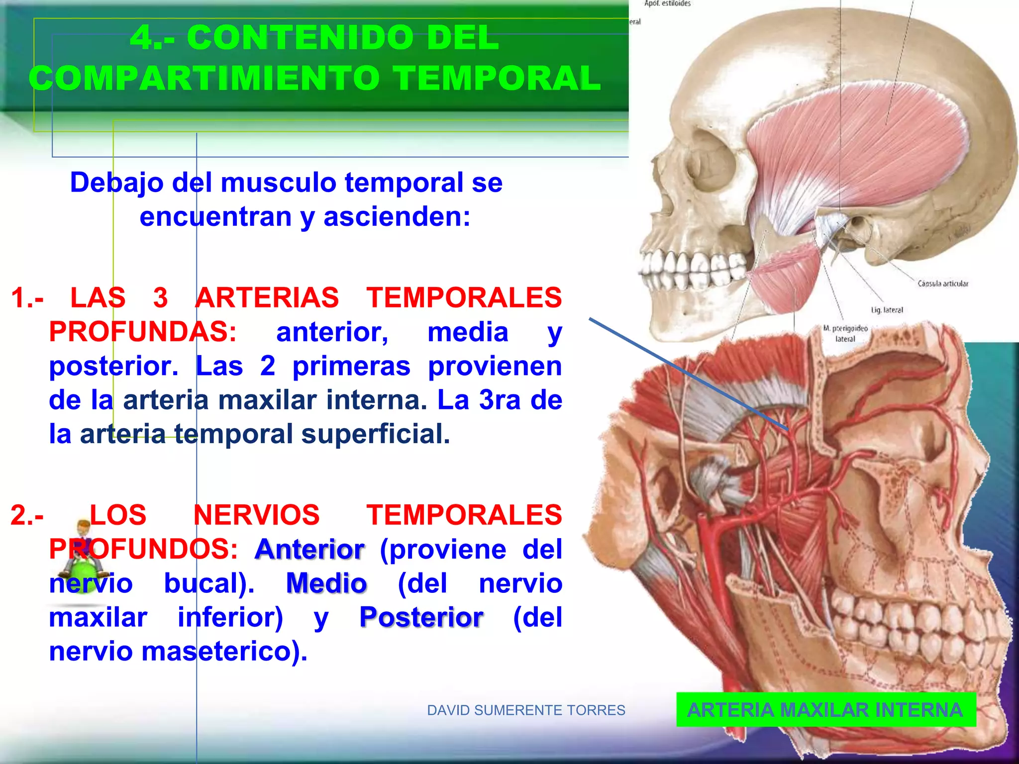 Anatomía de la Región Temporal | PPTX