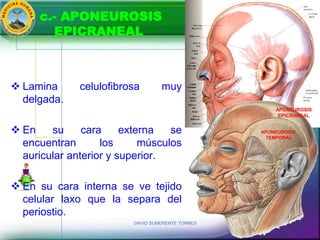 Anatomía de la Región Temporal | PPTX