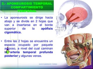Anatomía de la Región Temporal | PPTX
