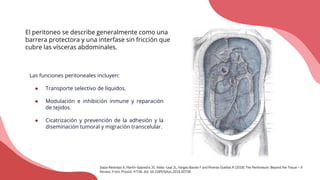 Anatomia Quirurgica del Peritoneo .pptx
