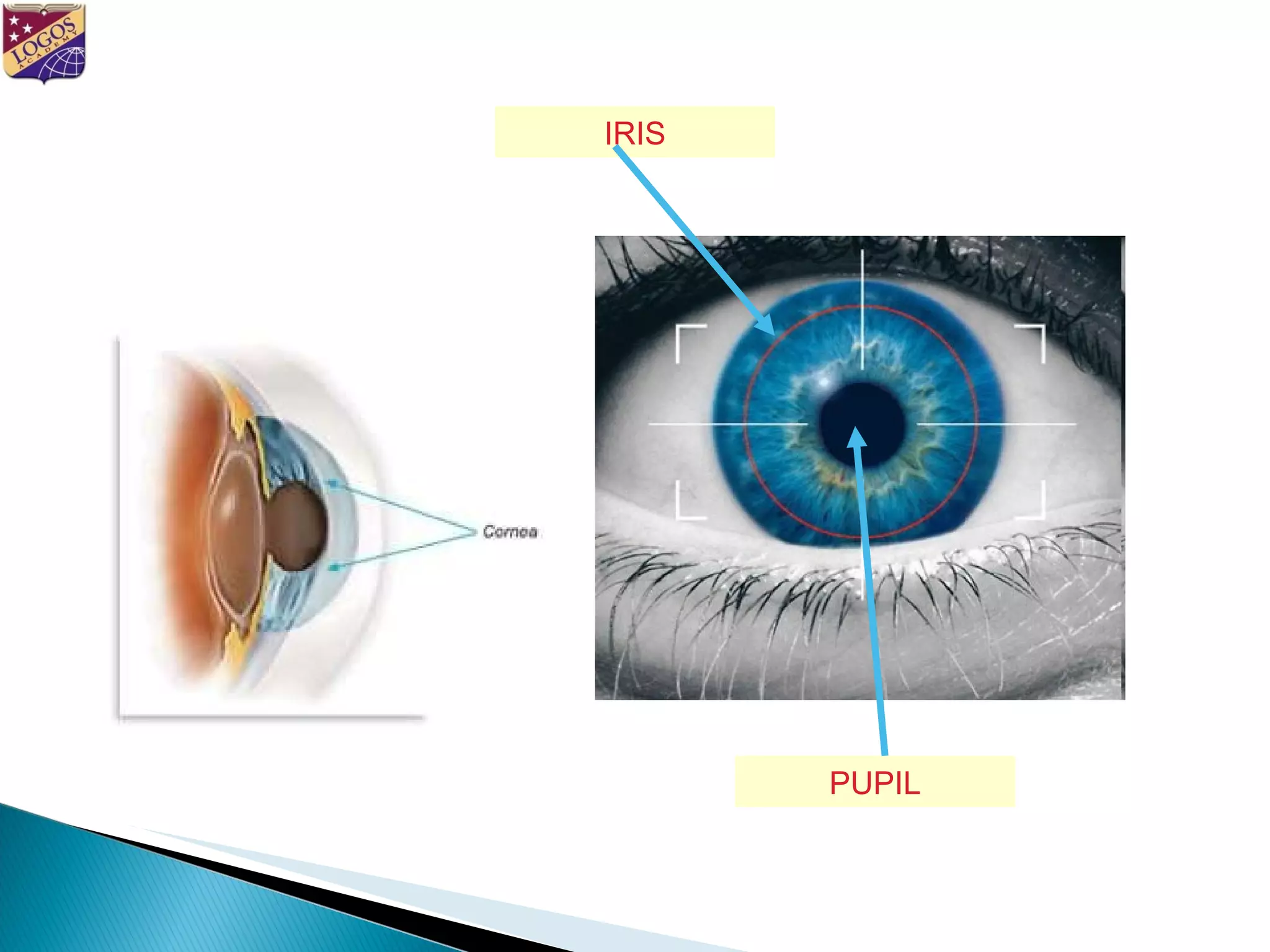 Sense Of Sight | PPT