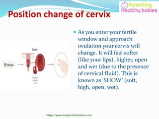 11 signs and symptoms of ovulation | PPTX