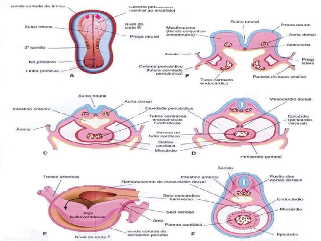 Embriología del Sistema Cardiovascular