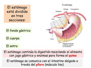 sistema digestivo | PPTX