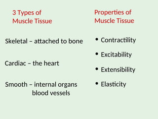 #11 Skeletal Muscle Anatomy .ppt