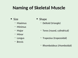 #11 Skeletal Muscle Anatomy .ppt