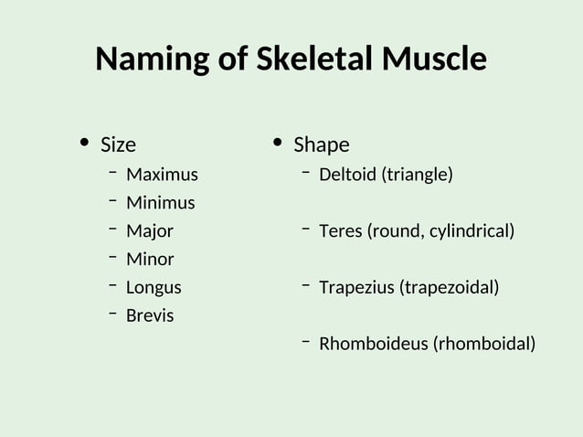 #11 Skeletal Muscle Anatomy .ppt