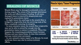 Skeletomuscular system.ppsx
