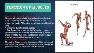 Skeletomuscular system.ppsx
