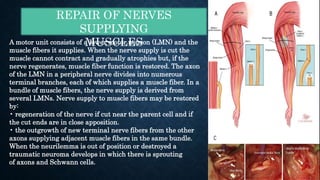 Skeletomuscular system.ppsx