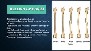 Skeletomuscular system.ppsx