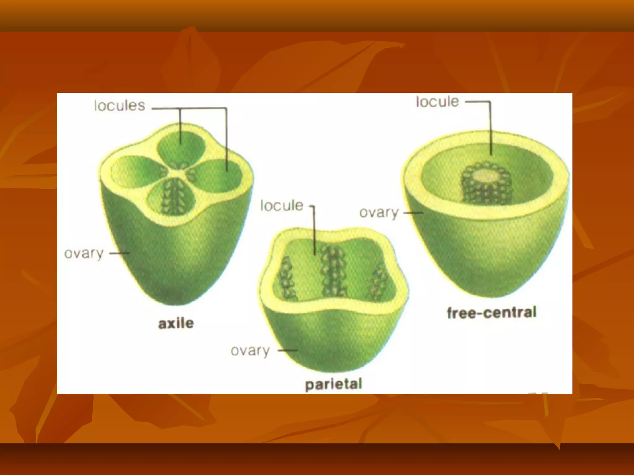 PPT Morfologi Tumbuhan - Simetri Bunga, Rumus Bunga, dan Diagram Bunga ...