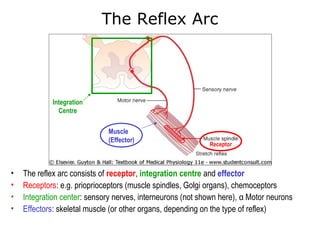 11 spinal reflexes sr2002 2013 al | PPT