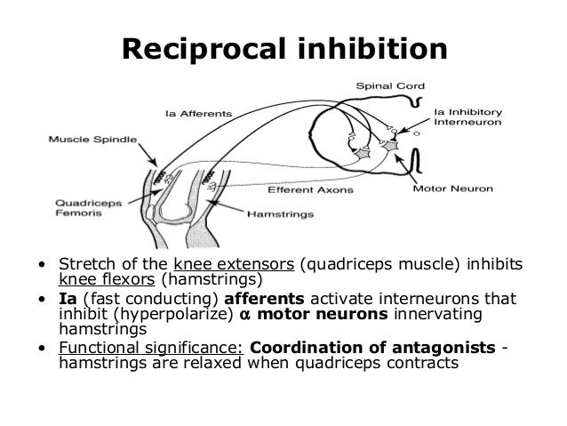 11 spinal reflexes sr2002 2013 al