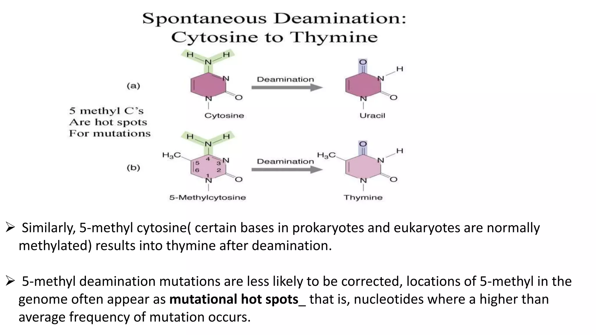 spontaneous and induced mutations | PPTX