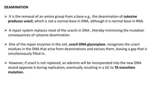spontaneous and induced mutations | PPTX