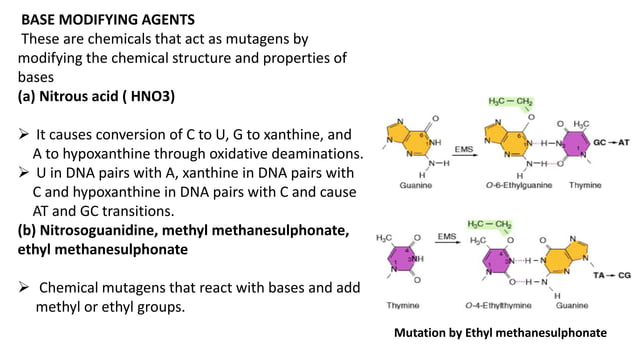 spontaneous and induced mutations | PPTX