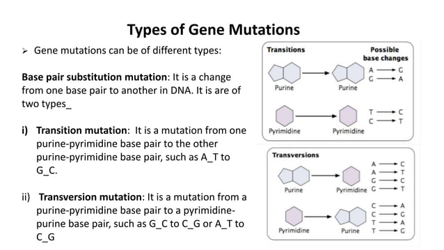 spontaneous and induced mutations