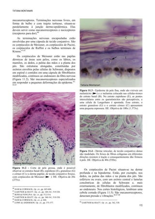 11 tegumen pdf estudo | PDF