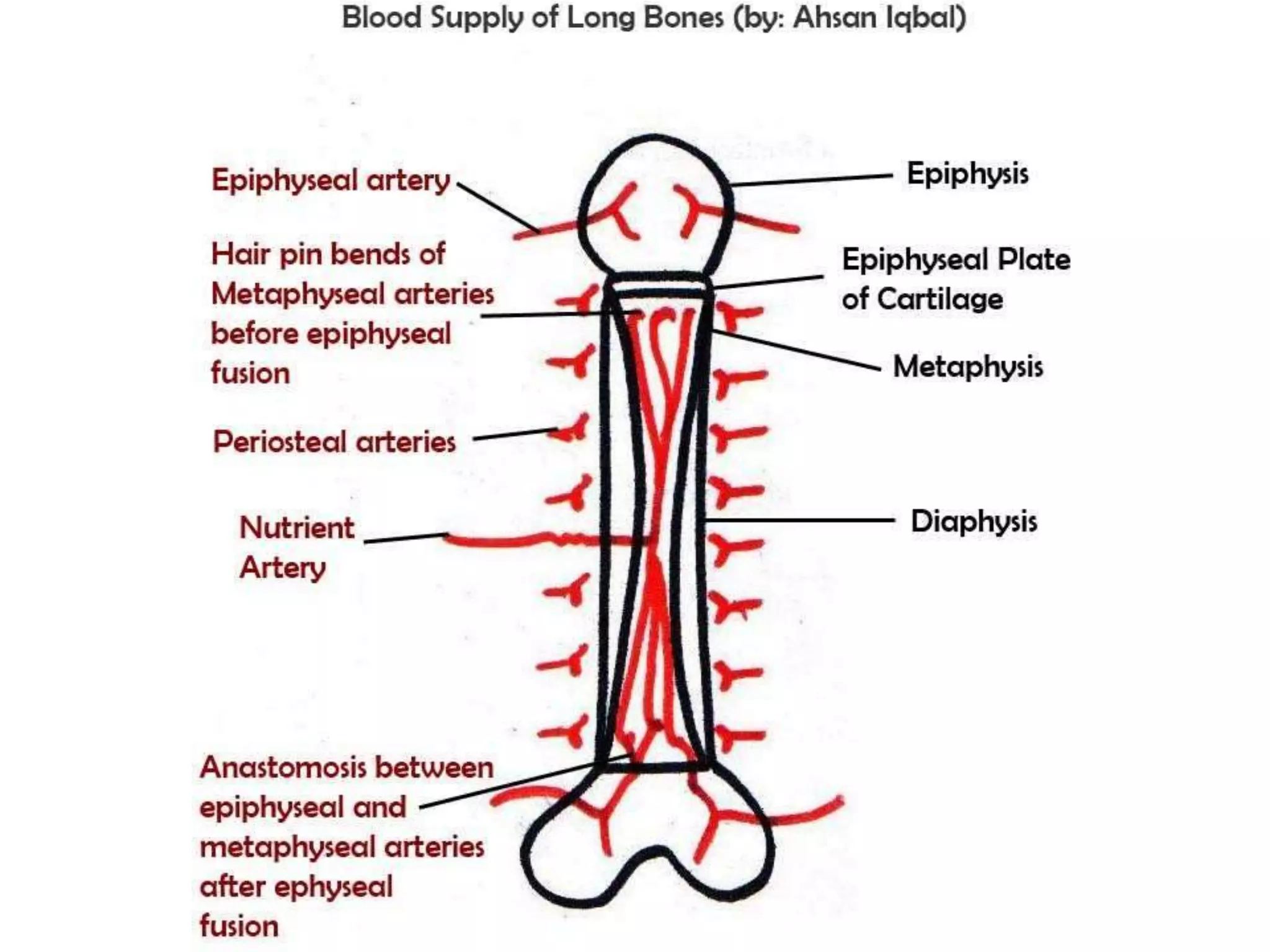 11th blood supply of a long bone.pptx