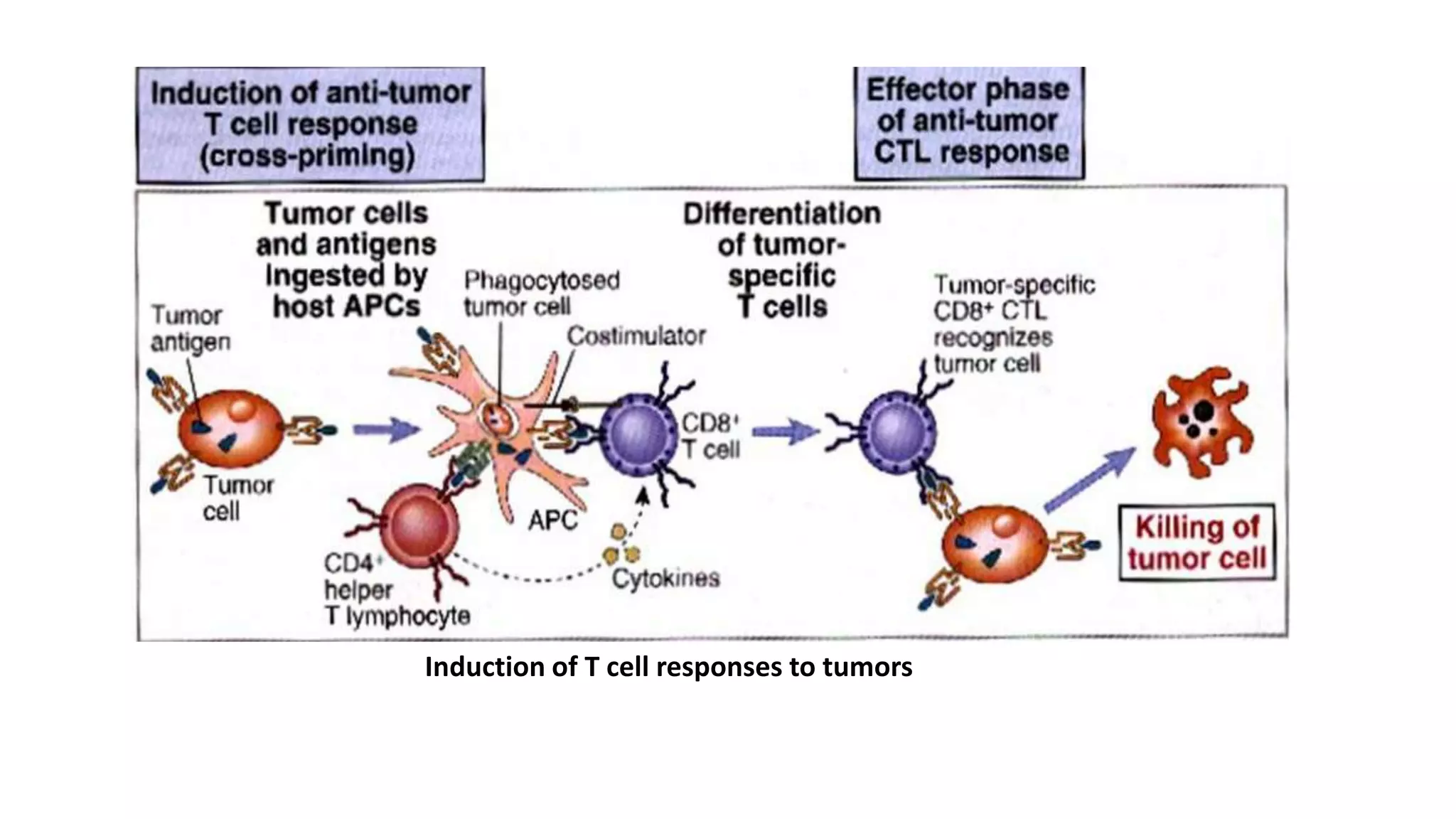 Theory of immune surveillance | PPTX