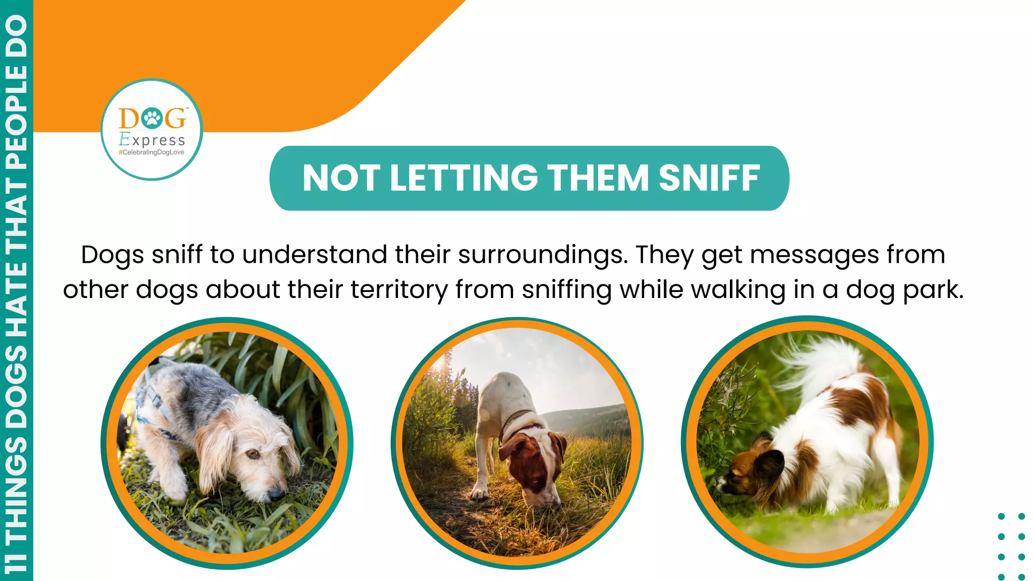 11 Things Humans Do That Annoy Dogs | PDF