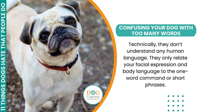 11 Things Humans Do That Annoy Dogs | PPT | Free Download