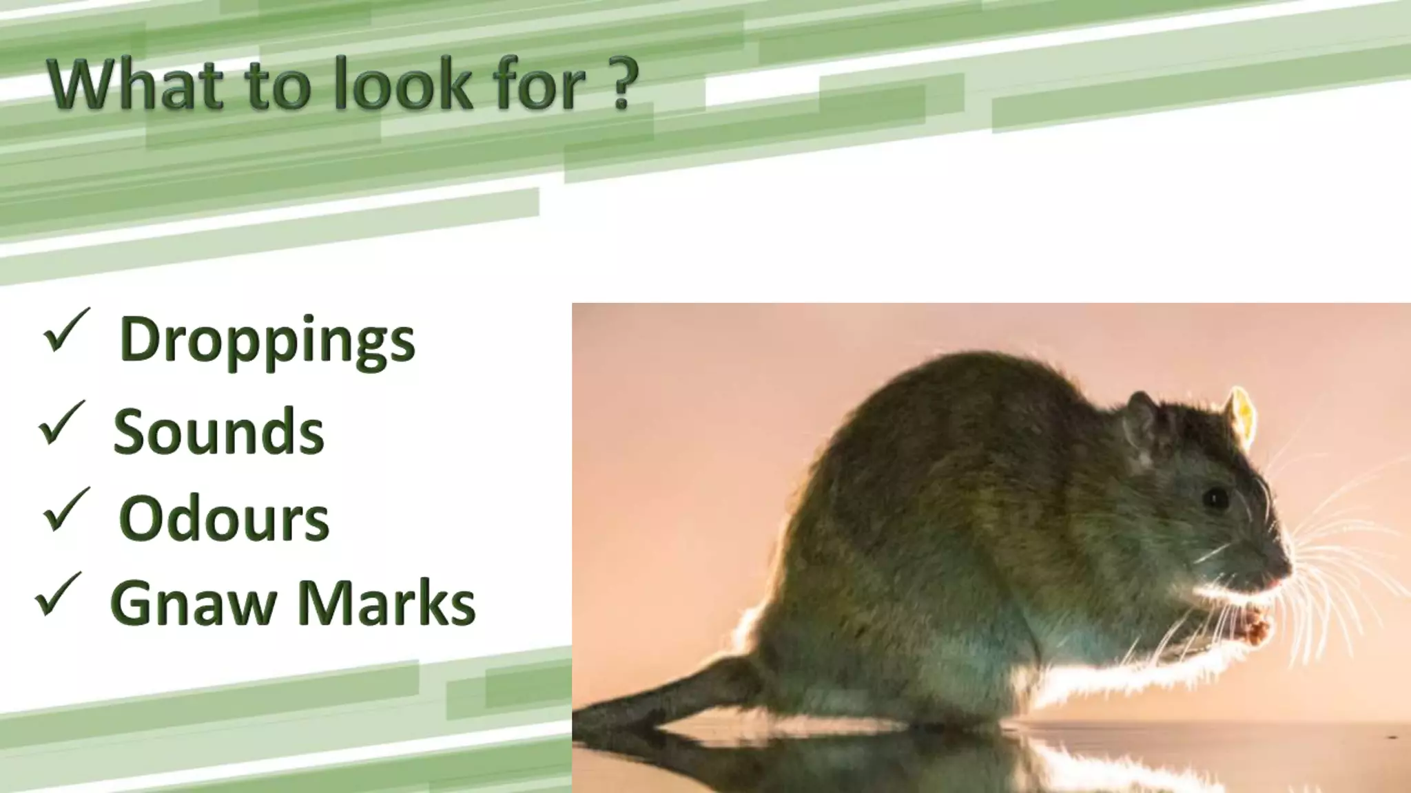 Rodent Control Melbourne Australia | PPT