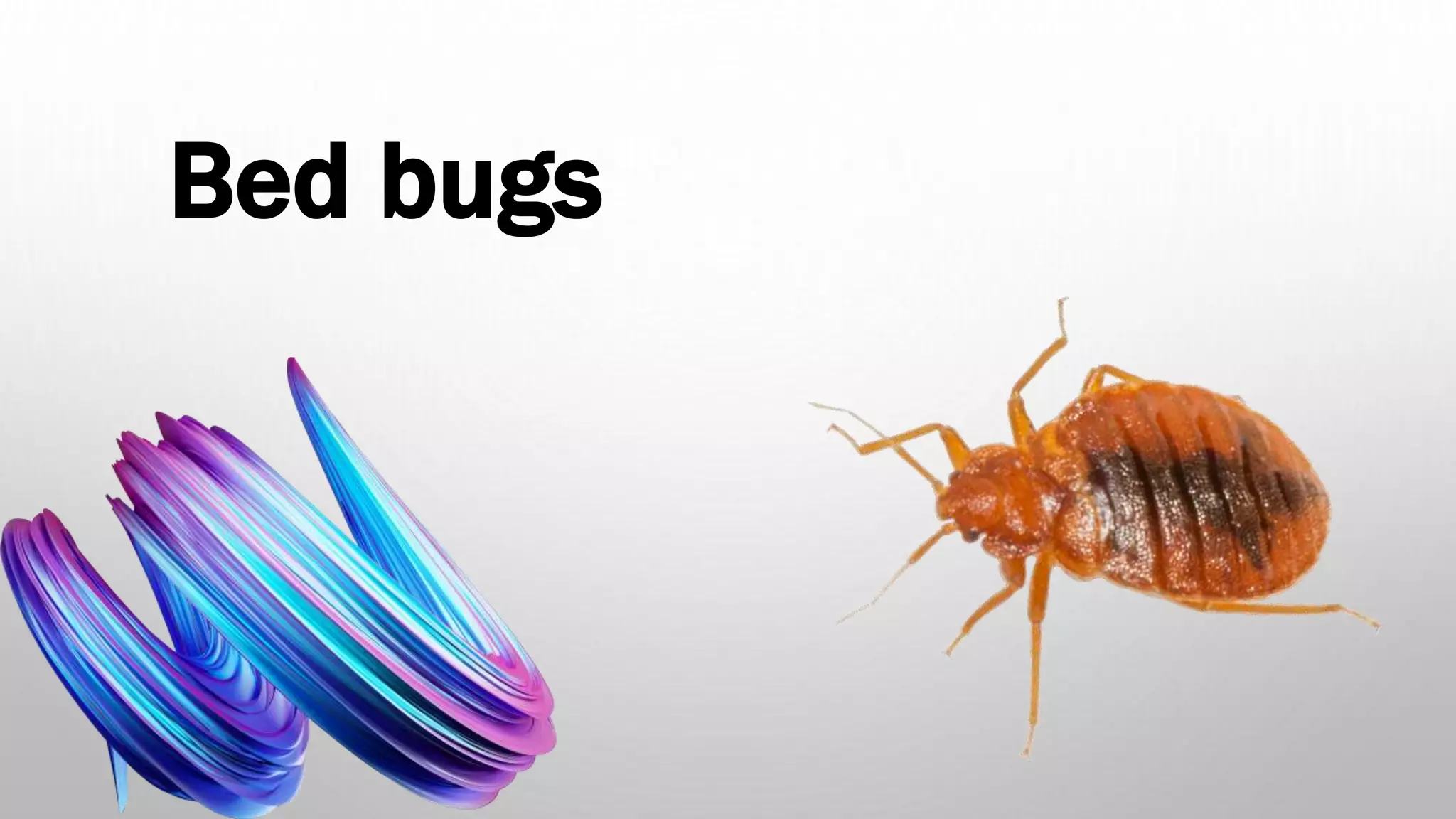 How To Identify These Pests In Your Bedroom? | PPT