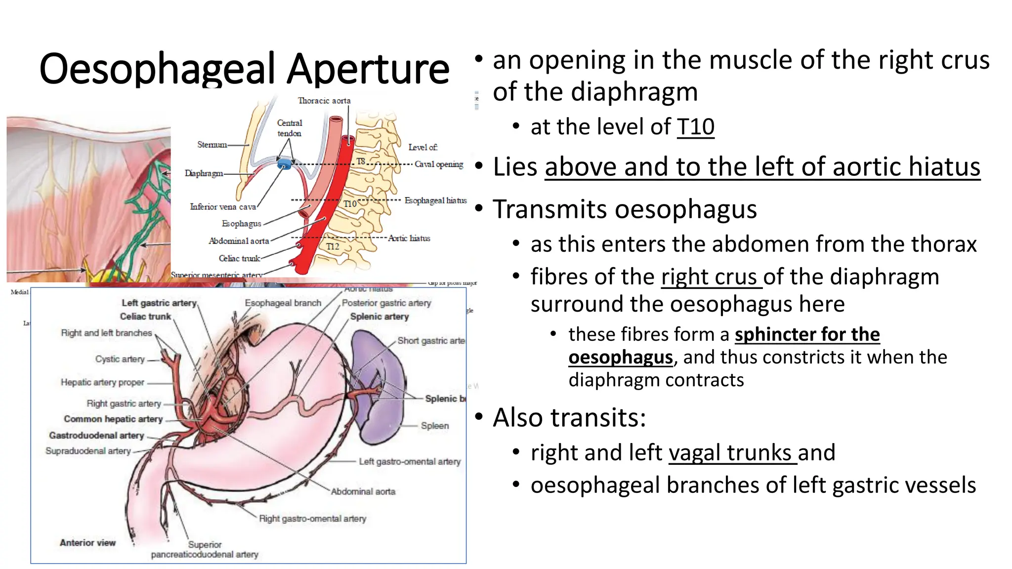 respiratoryyyyy11_Thoracic Diaphragm.pdf