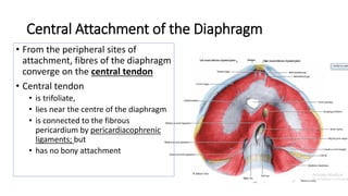 respiratoryyyyy11_Thoracic Diaphragm.pdf