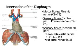 respiratoryyyyy11_Thoracic Diaphragm.pdf