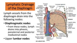 respiratoryyyyy11_Thoracic Diaphragm.pdf