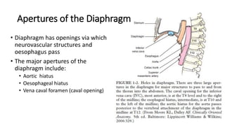 respiratoryyyyy11_Thoracic Diaphragm.pdf