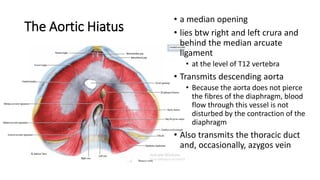 respiratoryyyyy11_Thoracic Diaphragm.pdf