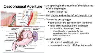 respiratoryyyyy11_Thoracic Diaphragm.pdf