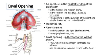 respiratoryyyyy11_Thoracic Diaphragm.pdf