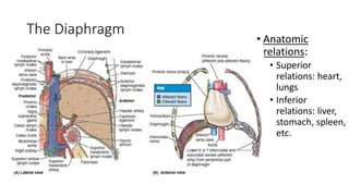 respiratoryyyyy11_Thoracic Diaphragm.pdf