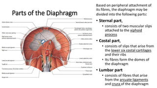 respiratoryyyyy11_Thoracic Diaphragm.pdf