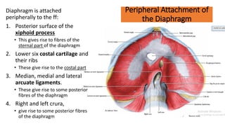 respiratoryyyyy11_Thoracic Diaphragm.pdf