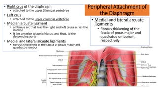 respiratoryyyyy11_Thoracic Diaphragm.pdf