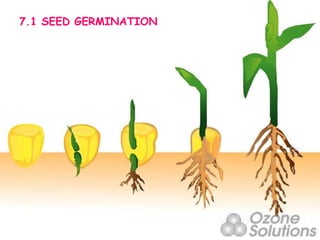 Plant Growth | PPTX