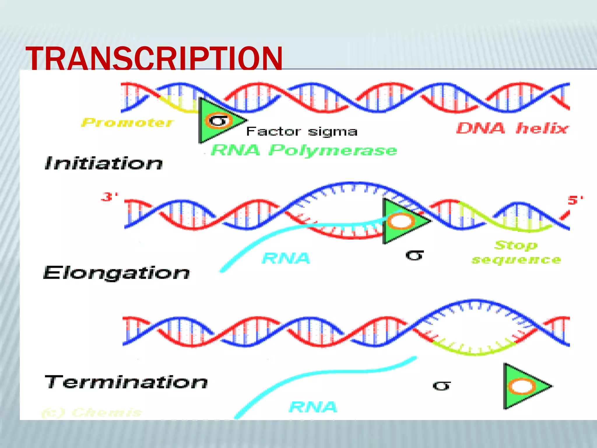 11 transcription | PPT