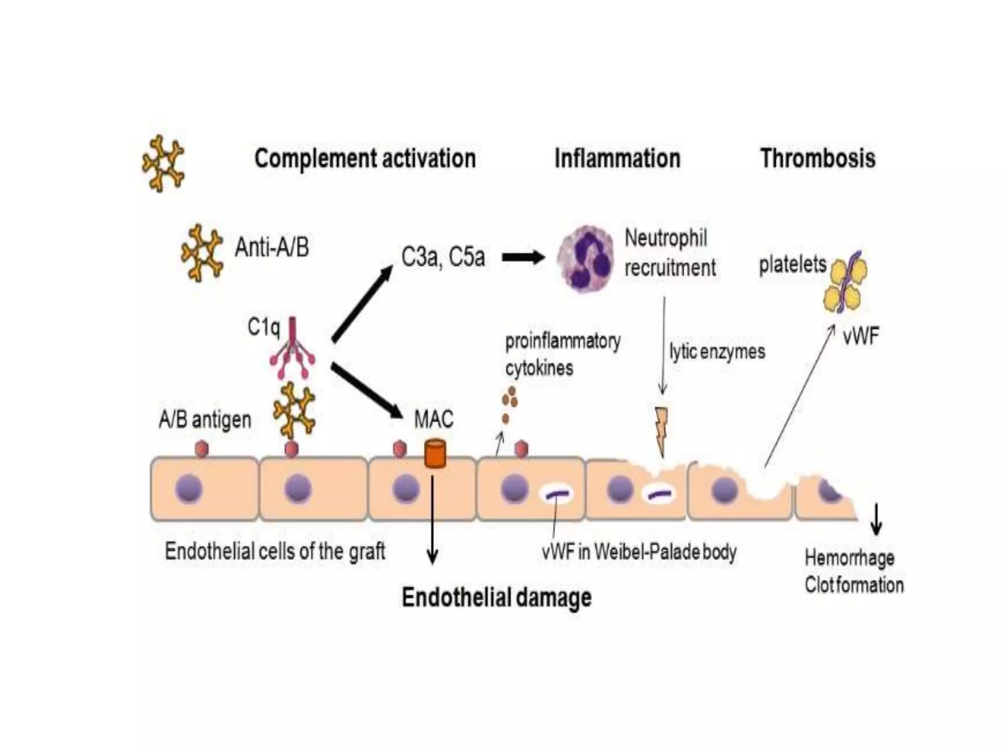 11_Transplantation_Immunity_types_of_grafts,_mechanisms_of_graft.ppt