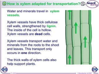 Transport in Plants | PPT